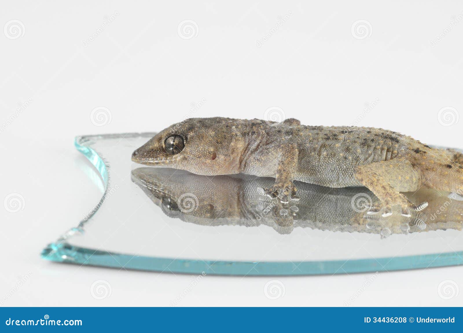 One Small Gecko Lizard and Mirror Stock Photo - Image of lizard, mirror ...