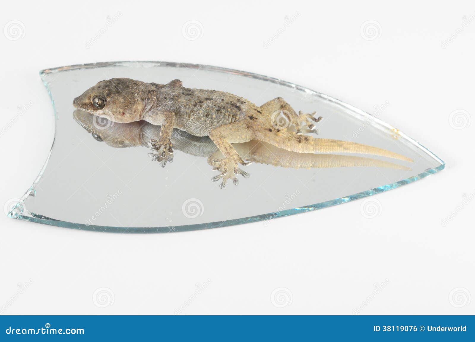 One Small Gecko Lizard and Mirror Stock Photo - Image of looking, view ...