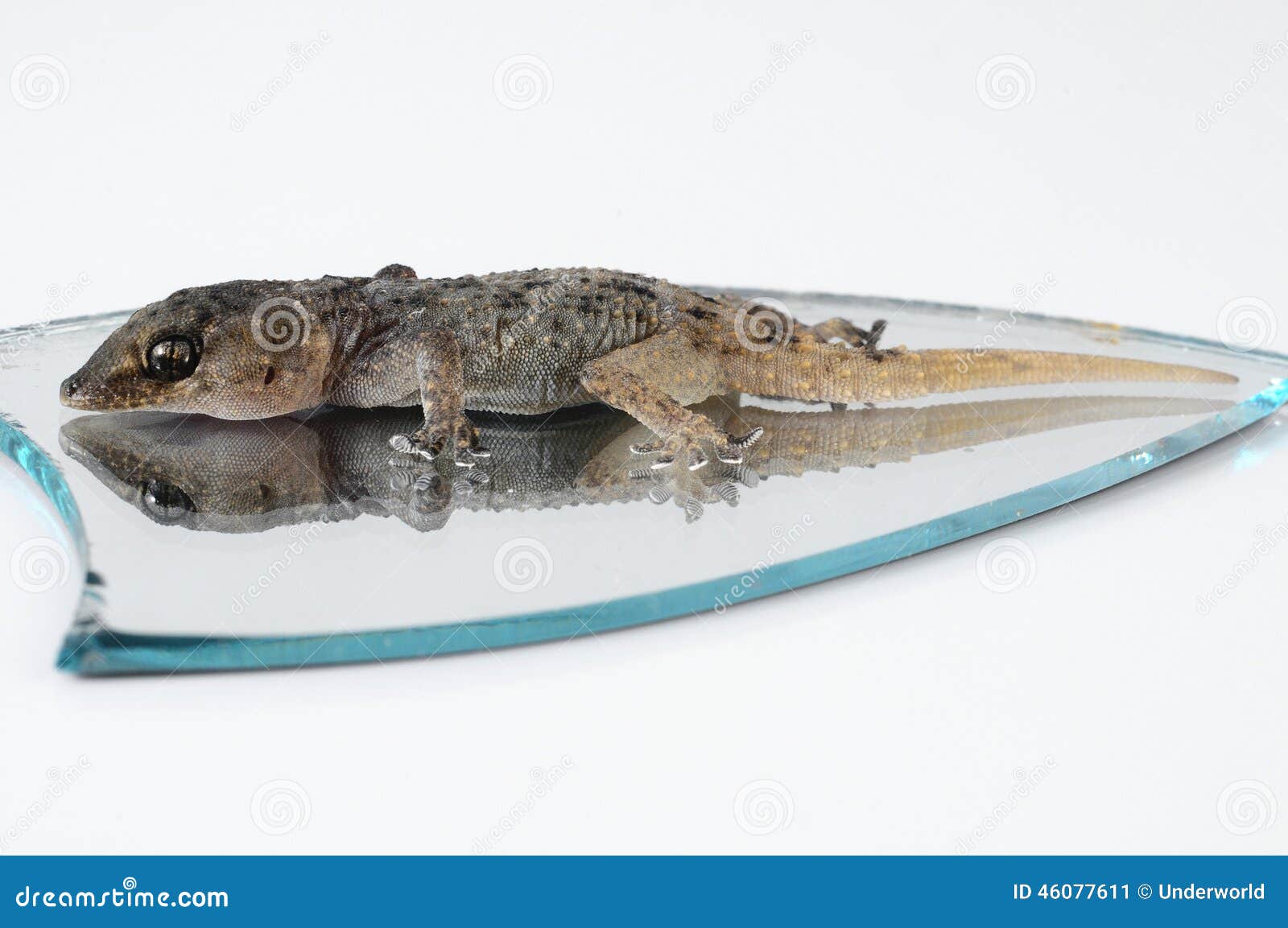 One Small Gecko Lizard and Mirror Stock Image - Image of isolated ...