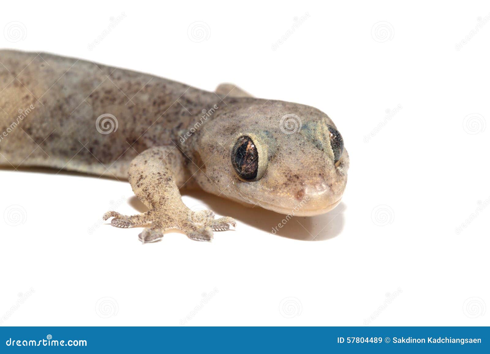 One Small Gecko Lizard stock image. Image of small, habitat - 57804489