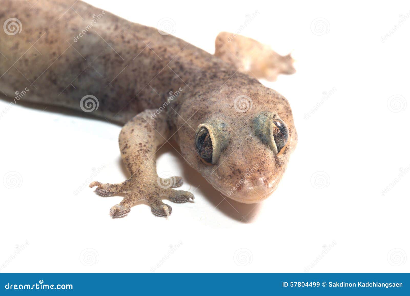 One Small Gecko Lizard stock image. Image of mediterranean - 57804499