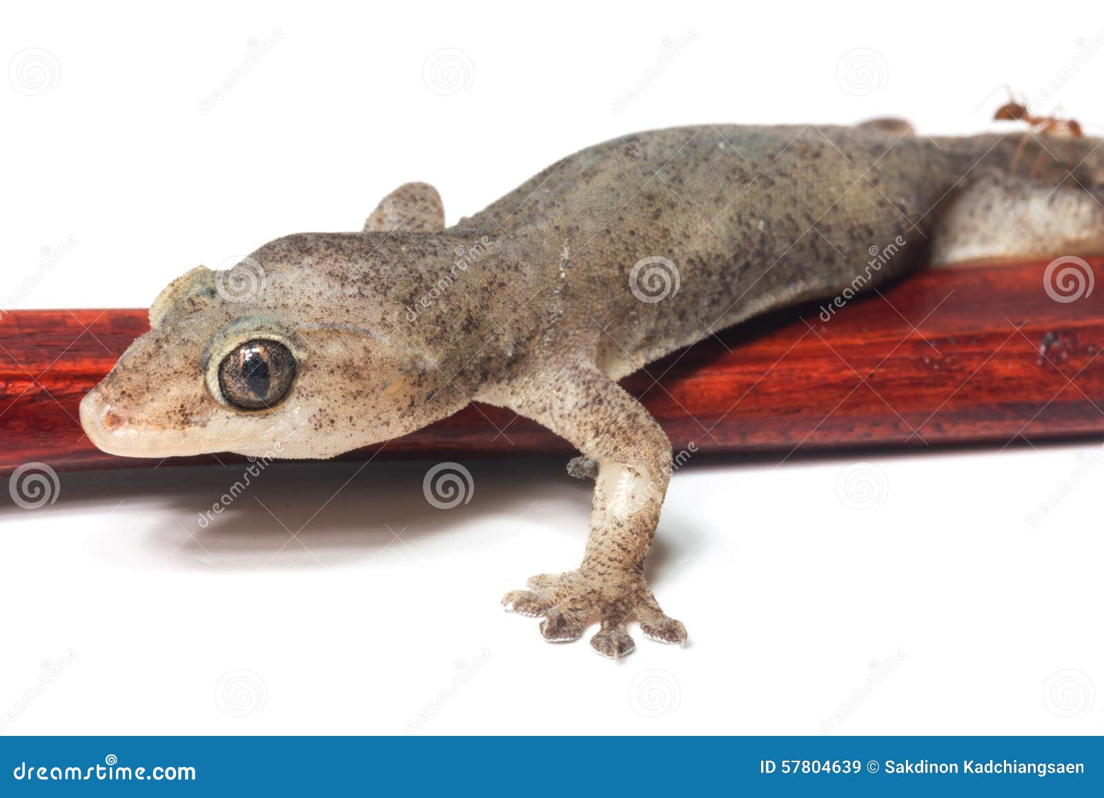 One Small Gecko Lizard stock image. Image of lizard, macro - 57804639