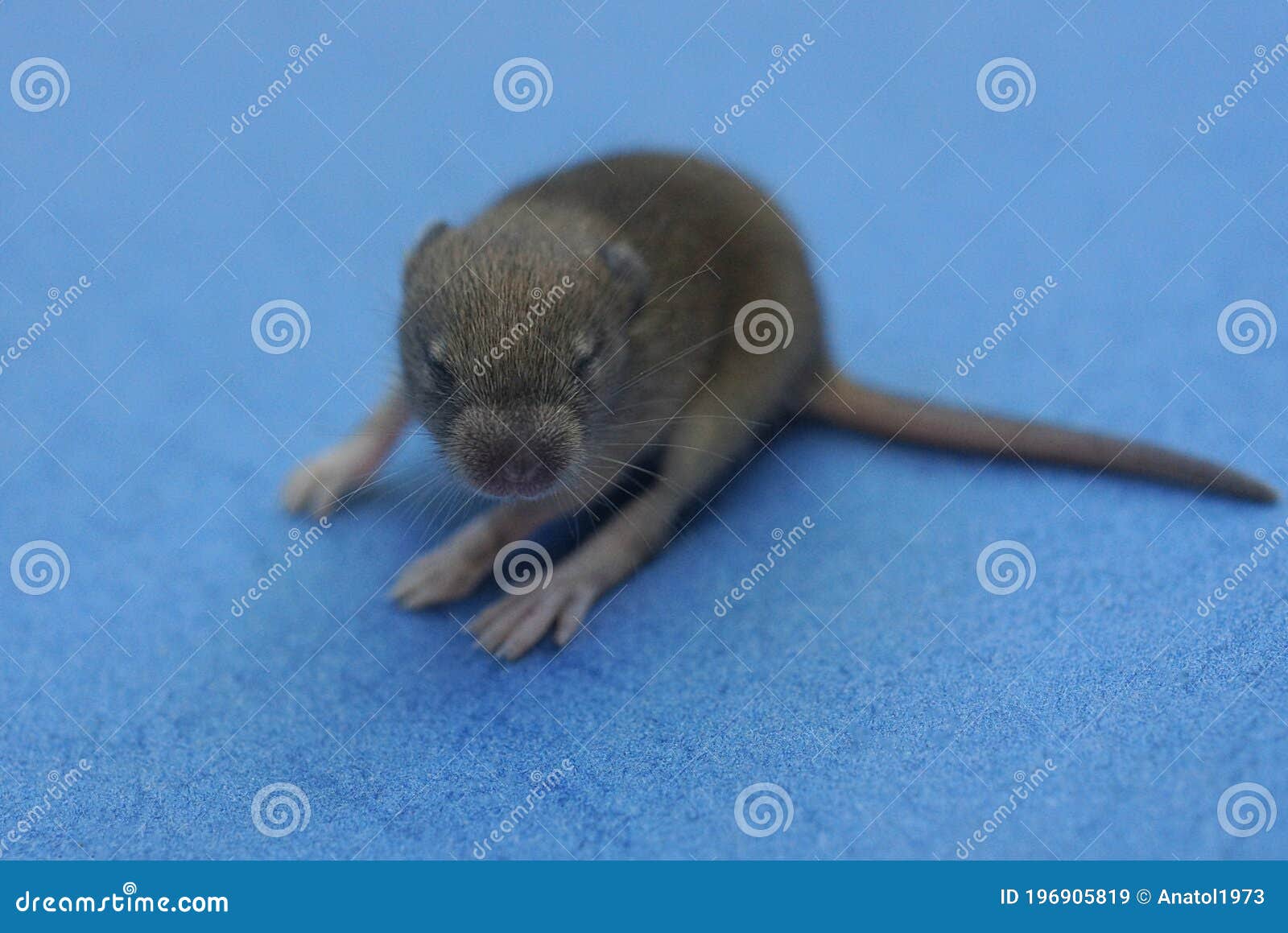 Blind Mouse Glasses Sunglasses Royalty-Free Stock Image | CartoonDealer ...