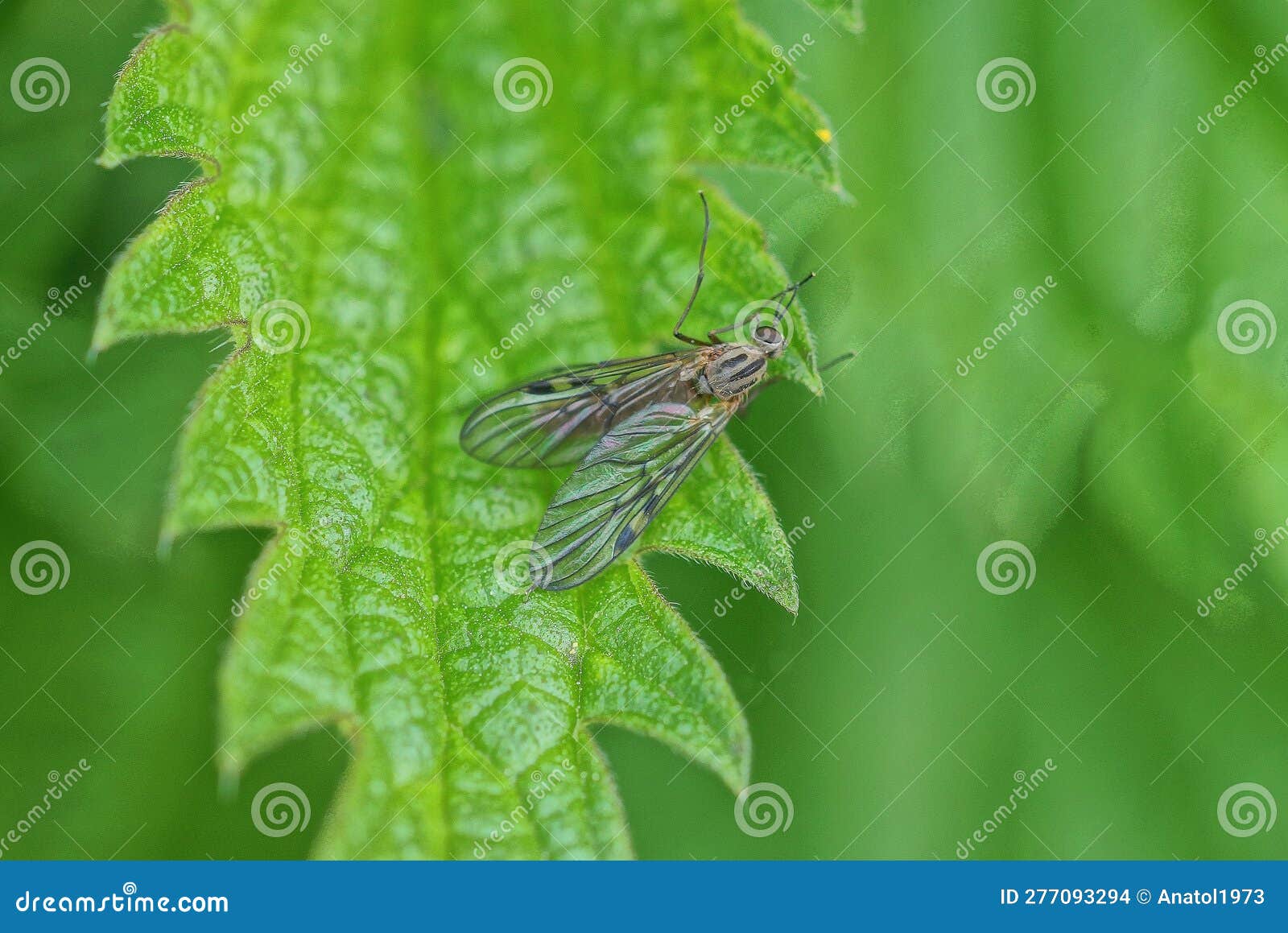 One Small Gray Fly Sits on a Green Leaf of Nettle Stock Photo - Image ...
