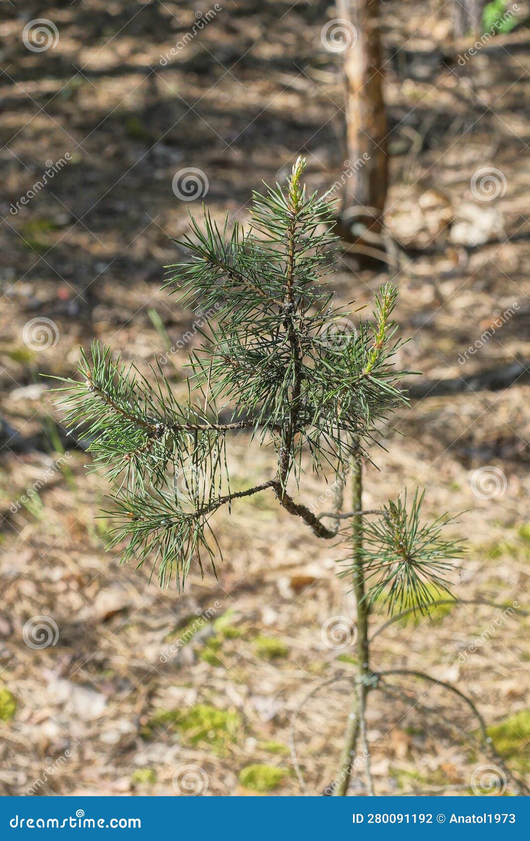 One Small Gray Tree Pine Sprout with Green Coniferous Branches and Long ...