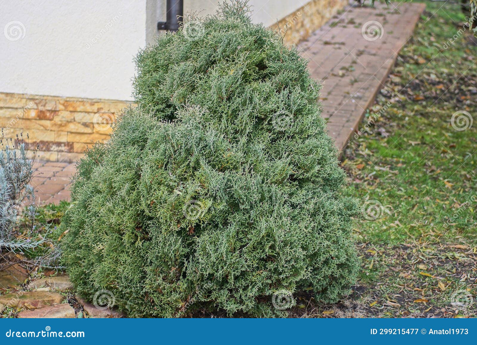 One Small Green Coniferous Bush Tree in the Grass Stock Image - Image ...