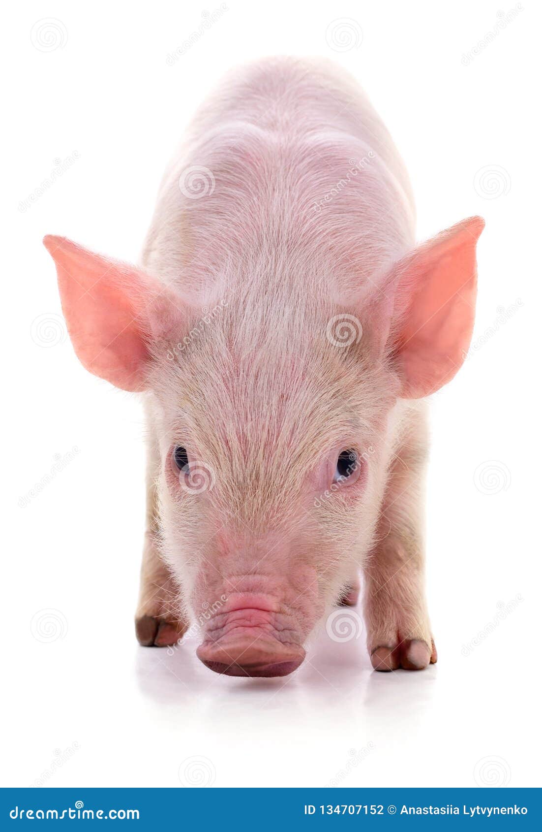 One small piglet stock photo. Image of cattle, happy - 134707152