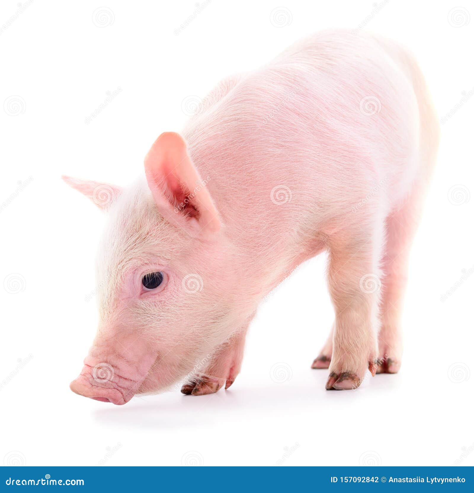 One small piglet stock photo. Image of small, profile - 157092842