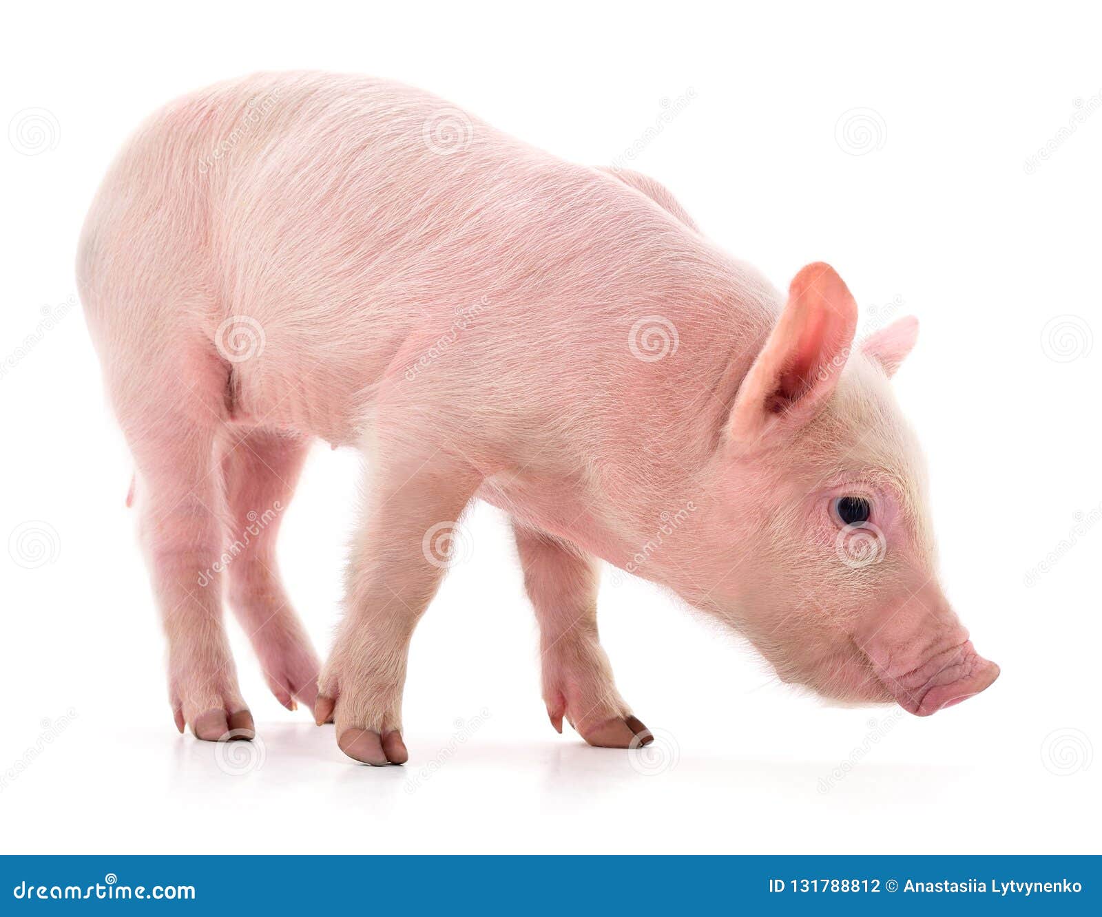One small piglet stock photo. Image of little, small - 131788812