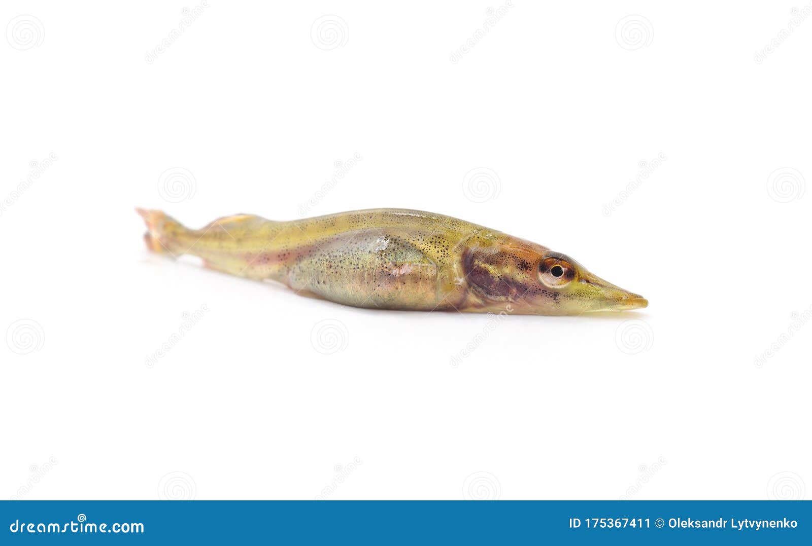 Pike And Small Fish Royalty-Free Stock Photo | CartoonDealer.com #73944009