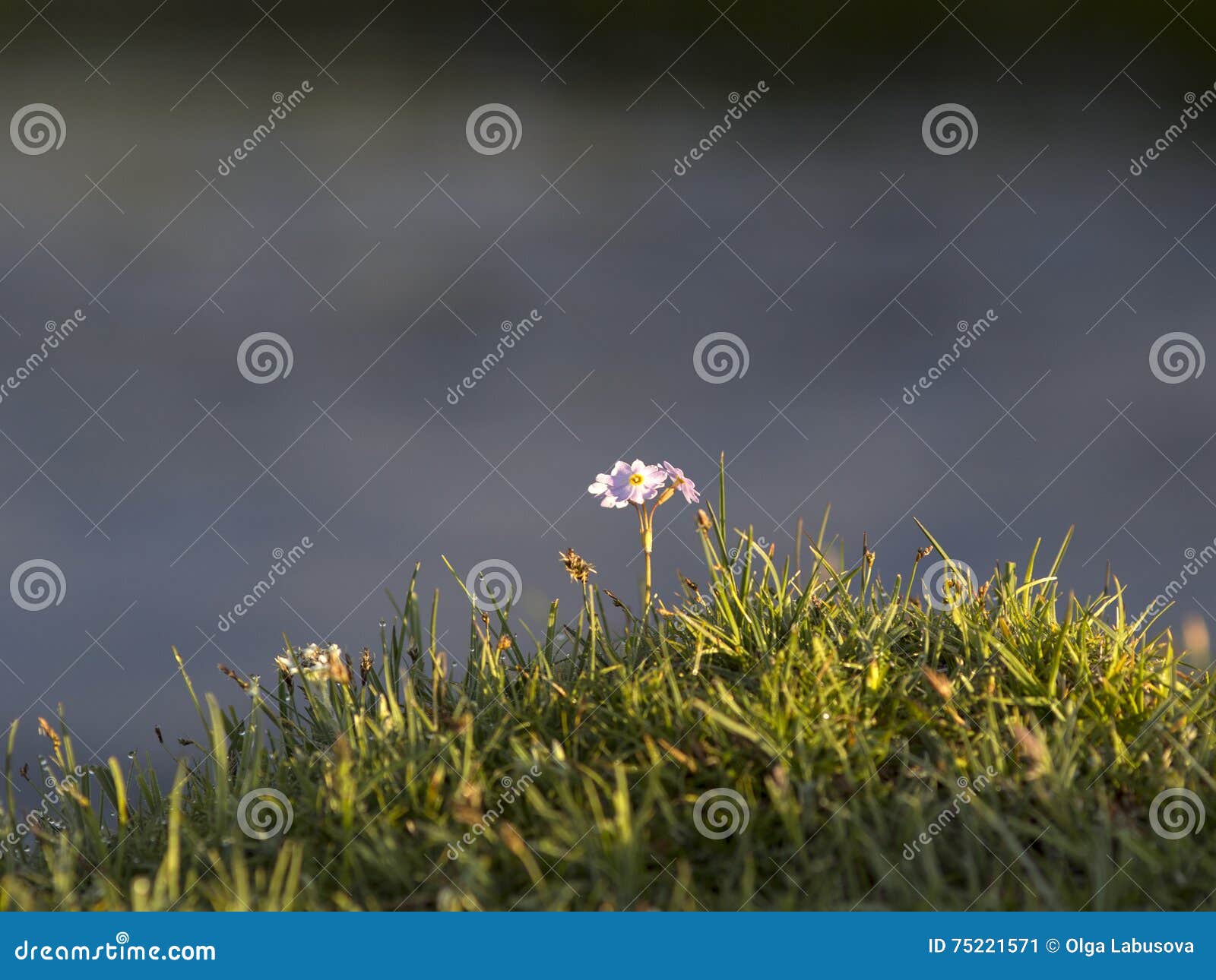 One Small Pink Flower in the Grass Stock Image - Image of grass ...