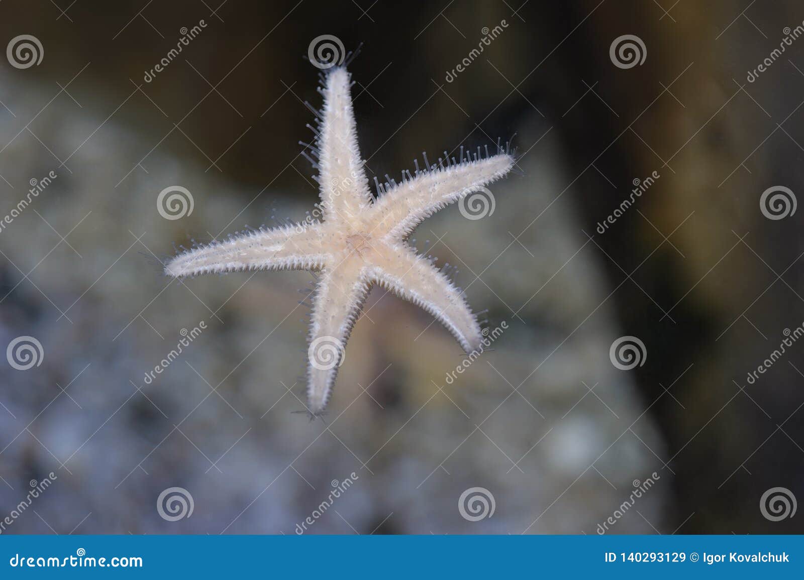One small starfish stock image. Image of invertebrate - 140293129