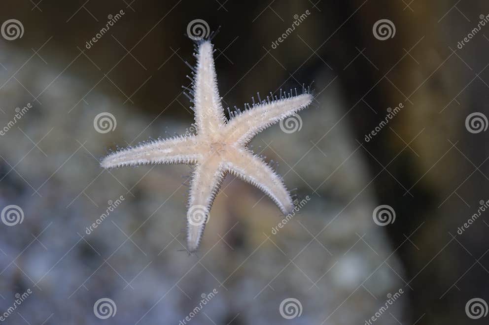 One small starfish stock image. Image of invertebrate - 140293129