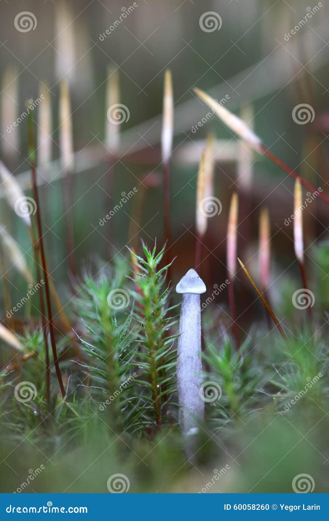 One Small Toadstool Closeup Stock Photo - Image of variation, brown ...