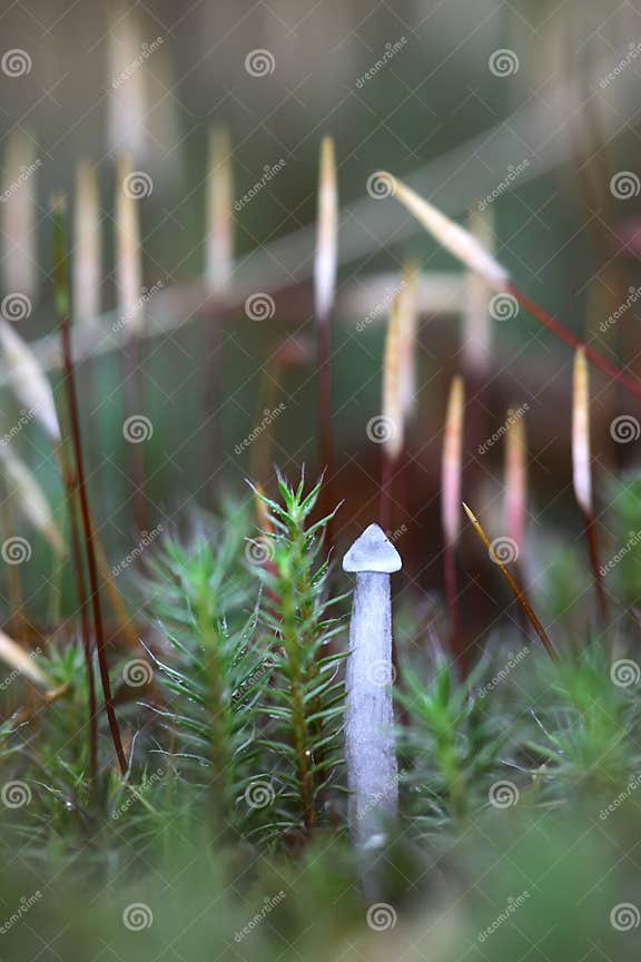 One Small Toadstool Closeup Stock Photo - Image of variation, brown ...