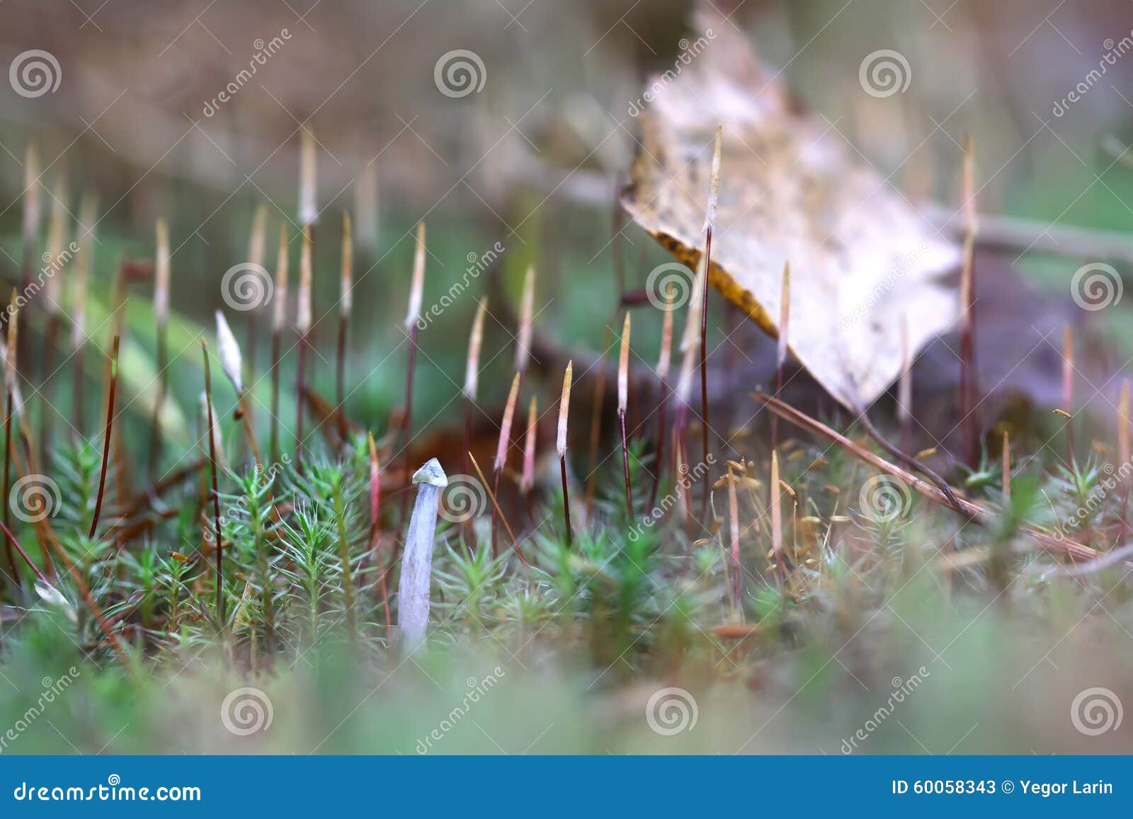 One Small Toadstool Closeup Stock Image - Image of fairy, nature: 60058343