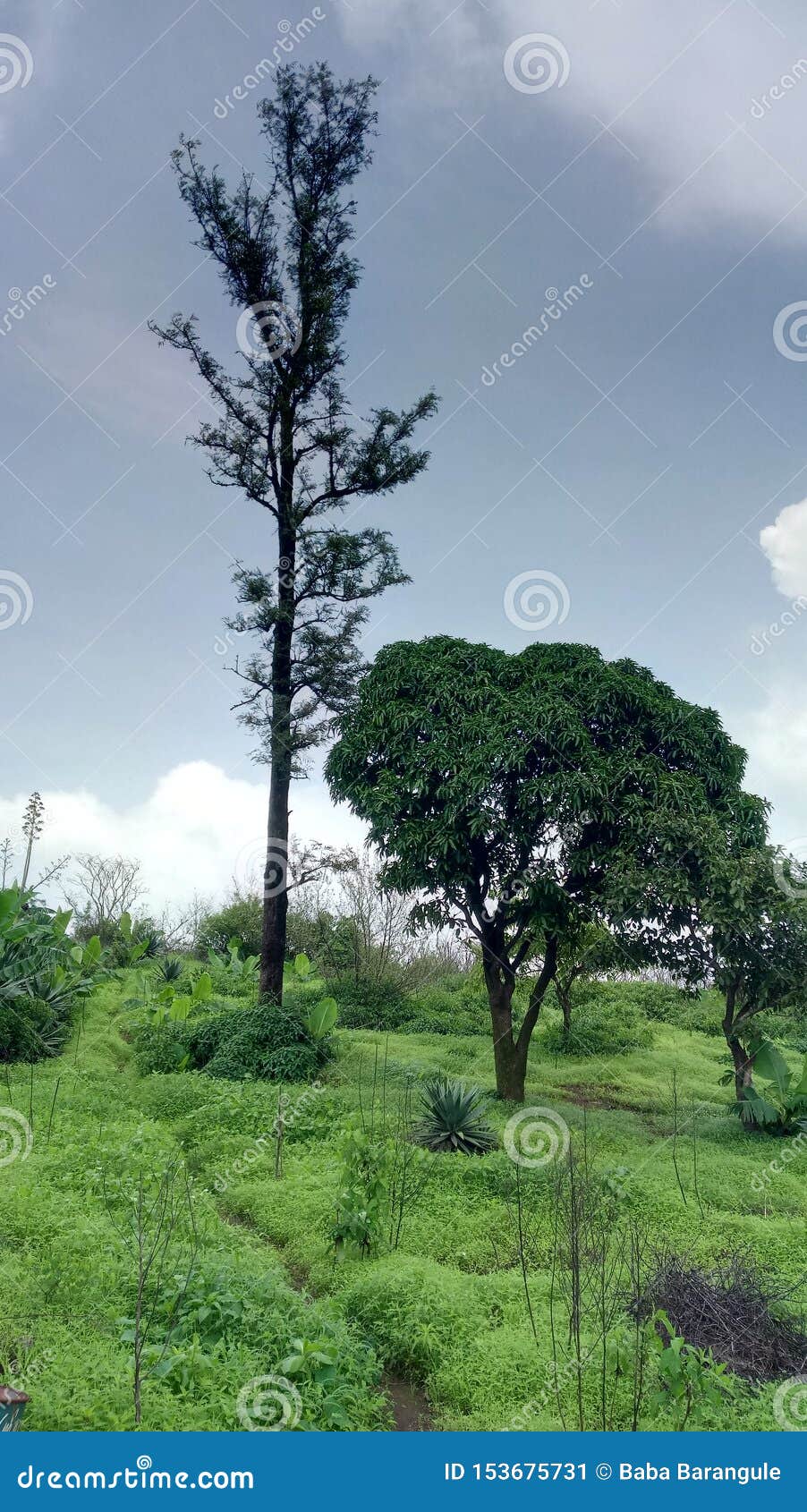 One Small Tree and Large Tree Stock Image - Image of beautiful, india ...