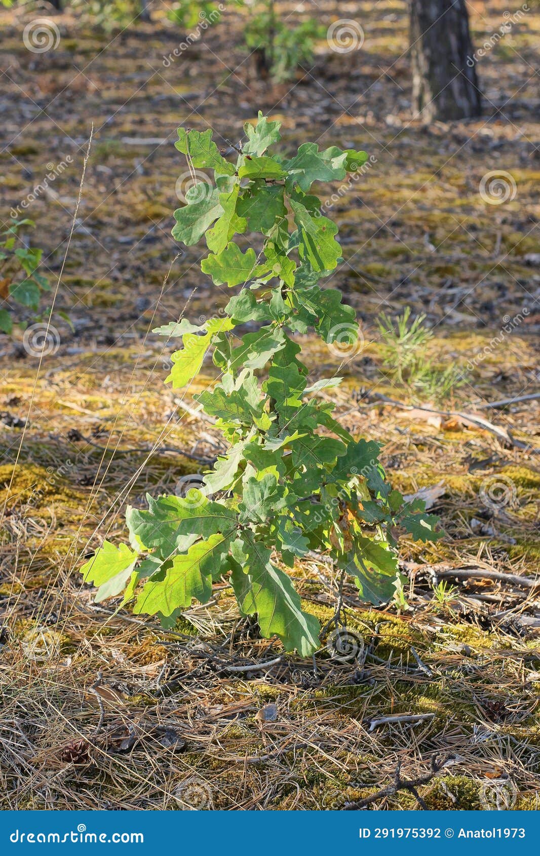 One Small Tree Oak with Green Leaves in the Forest Stock Photo - Image ...
