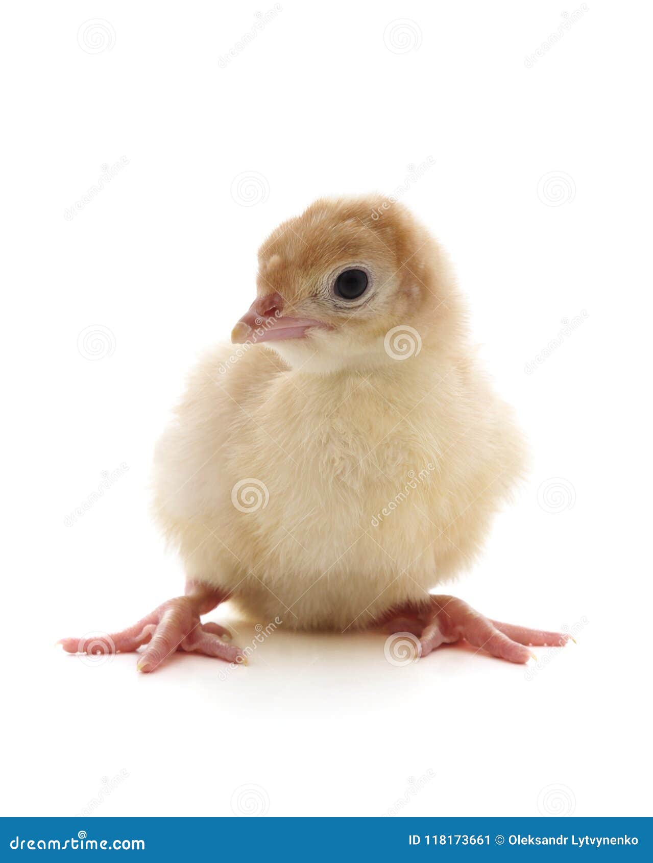 One small turkey. stock image. Image of animal, beak - 118173661