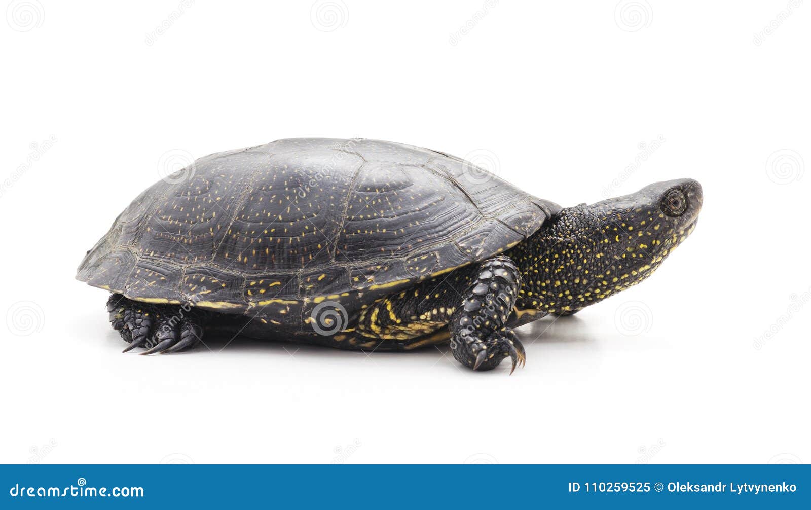 One small turtle. stock image. Image of turtle, shelter - 110259525