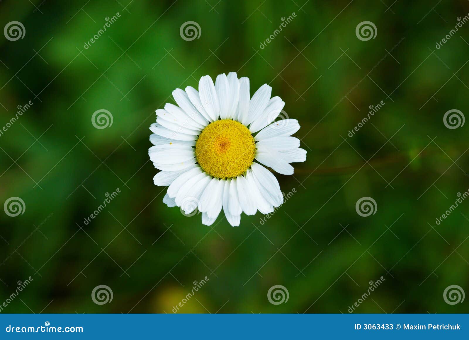 One small wild flower stock image. Image of crown, flowering - 3063433