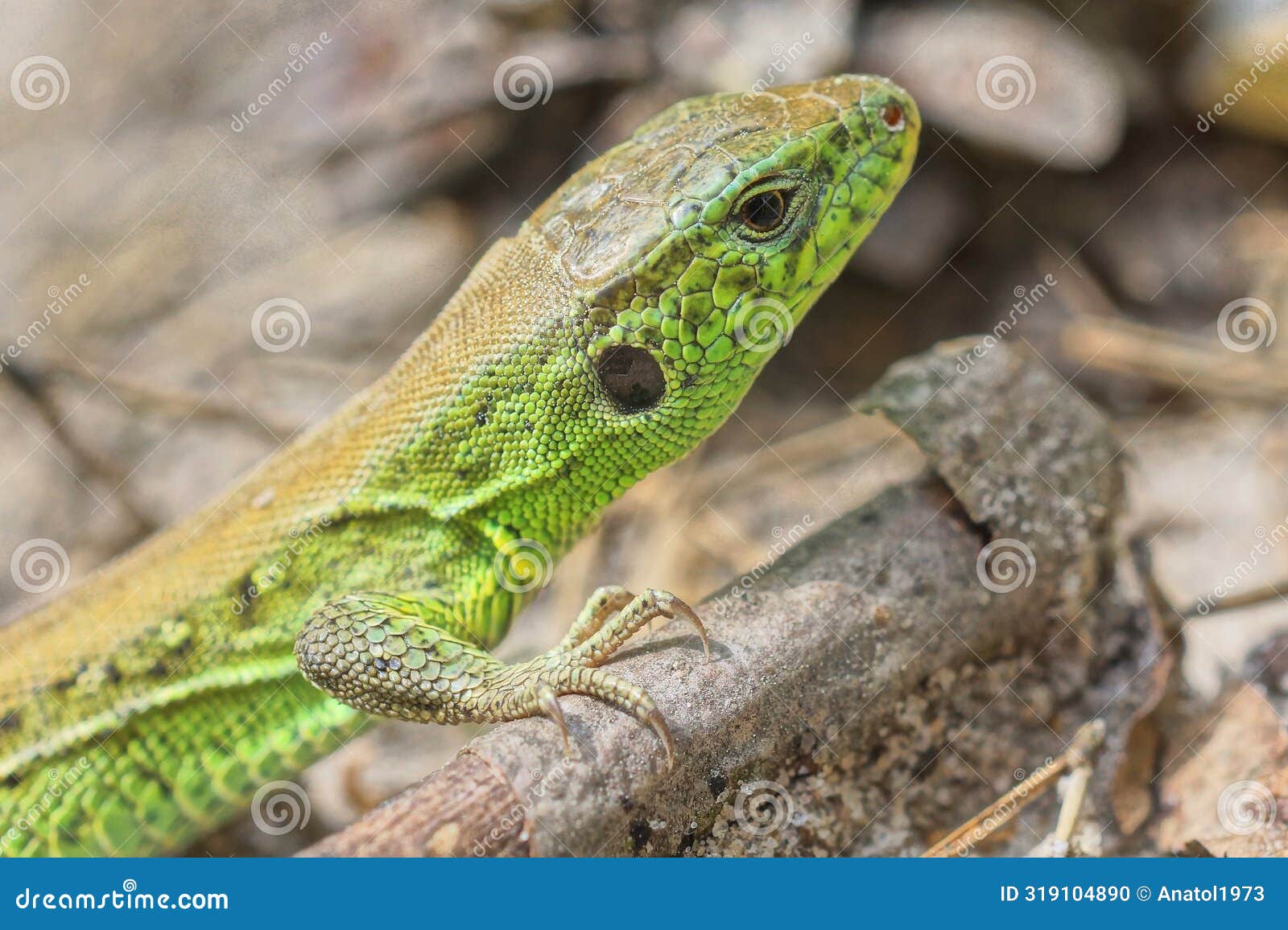 One Small Wild Green Lizard Sits on Gray Dry Needles on the Ground ...