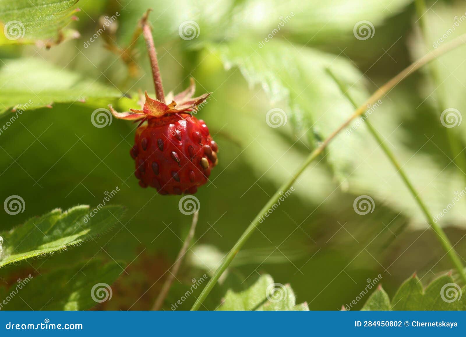 One Small Wild Strawberry Growing Outdoors. Space for Text Stock Photo ...
