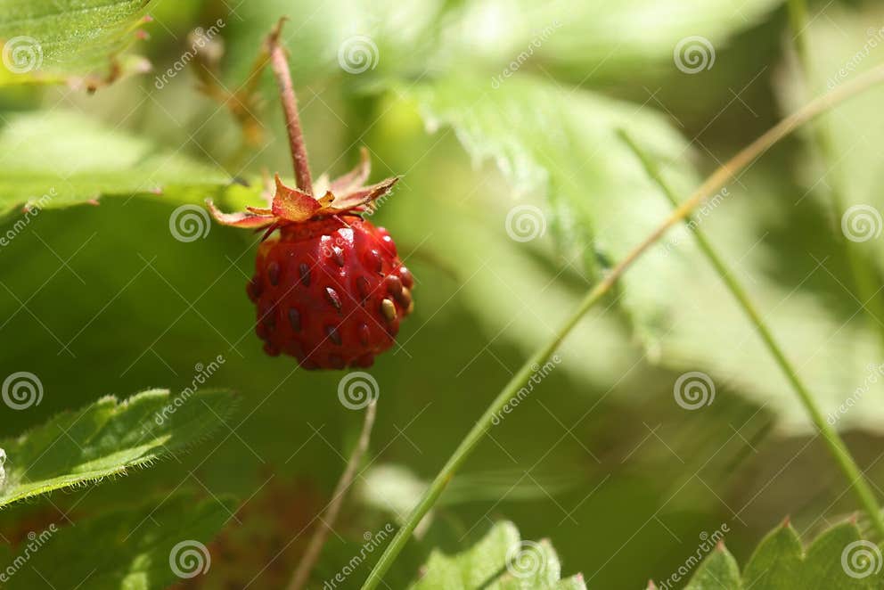 One Small Wild Strawberry Growing Outdoors. Space for Text Stock Photo ...