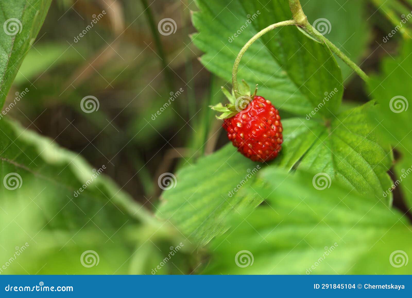 One Small Wild Strawberry Growing Outdoors. Space for Text Stock Photo ...