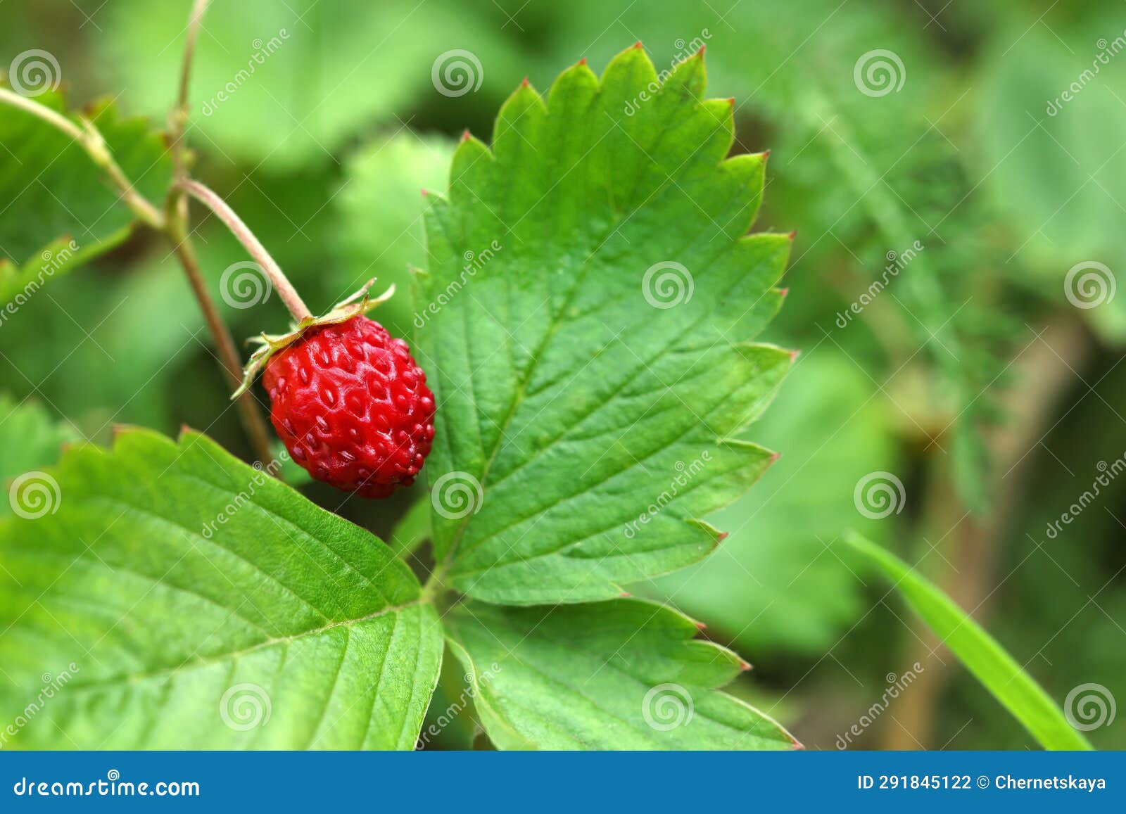 One Small Wild Strawberry Growing Outdoors. Space for Text Stock Photo ...