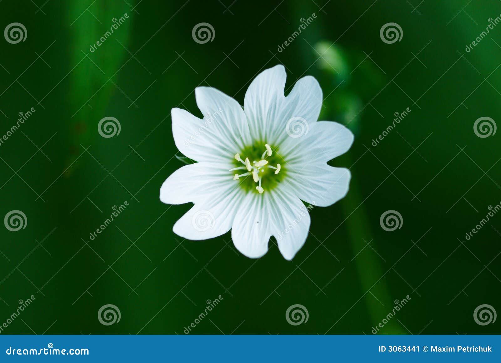 One Small Wild White Flower Stock Image - Image of grass, flowering ...