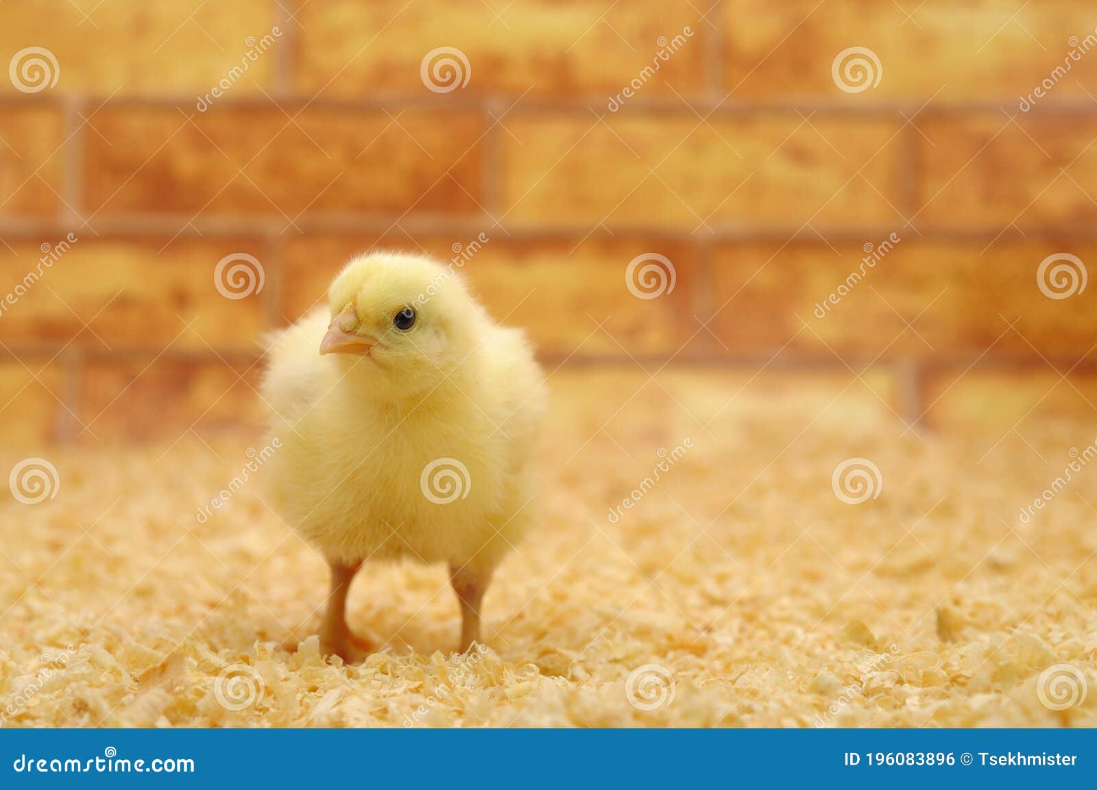 One small yellow chicken stock photo. Image of bird - 196083896