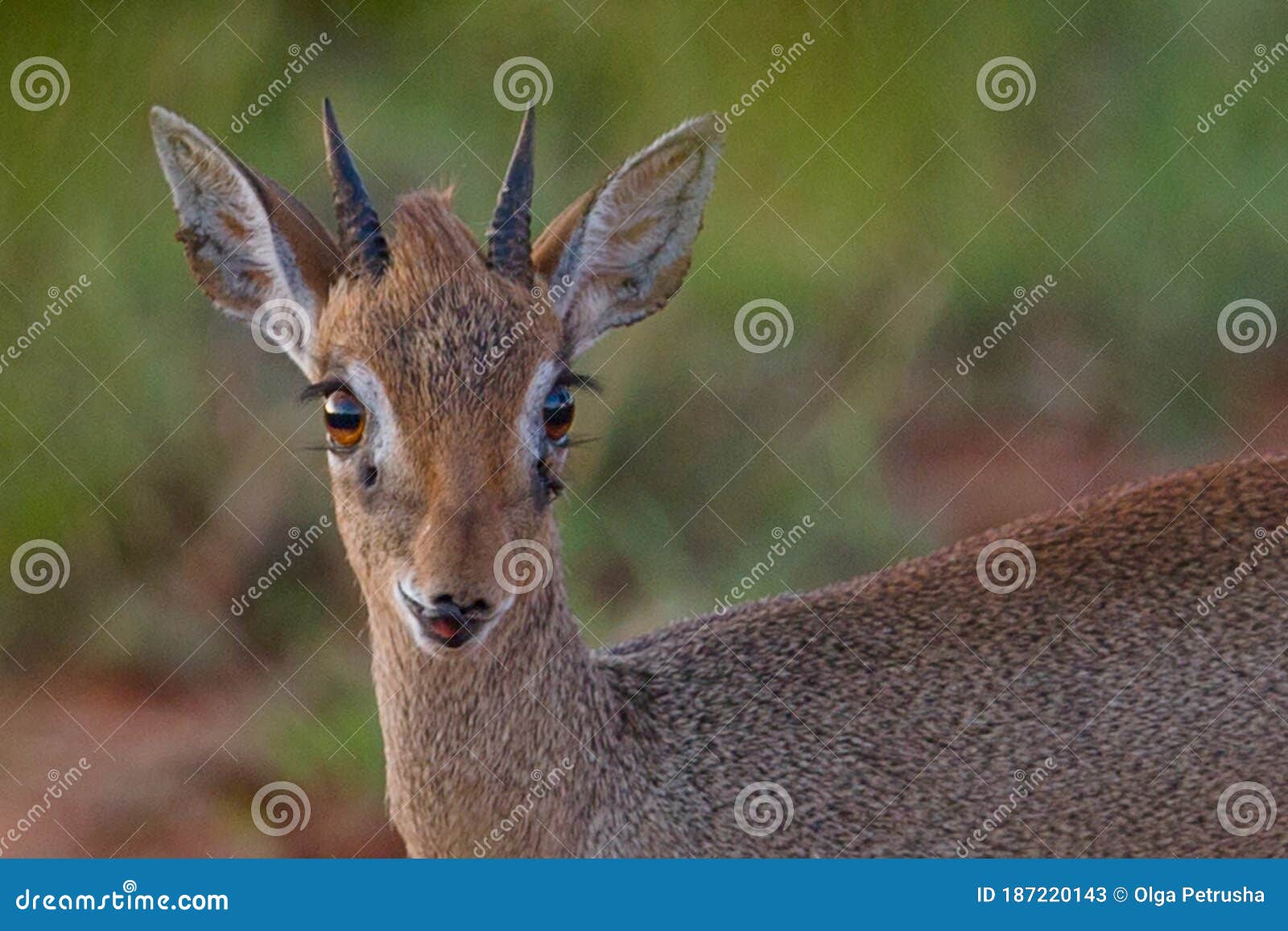 Dik-dik Antelope in the Savannah Stock Image - Image of horned ...