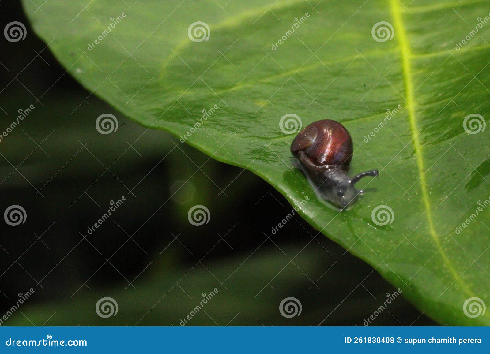 One of the smallest snails stock photo. Image of snails - 261830408