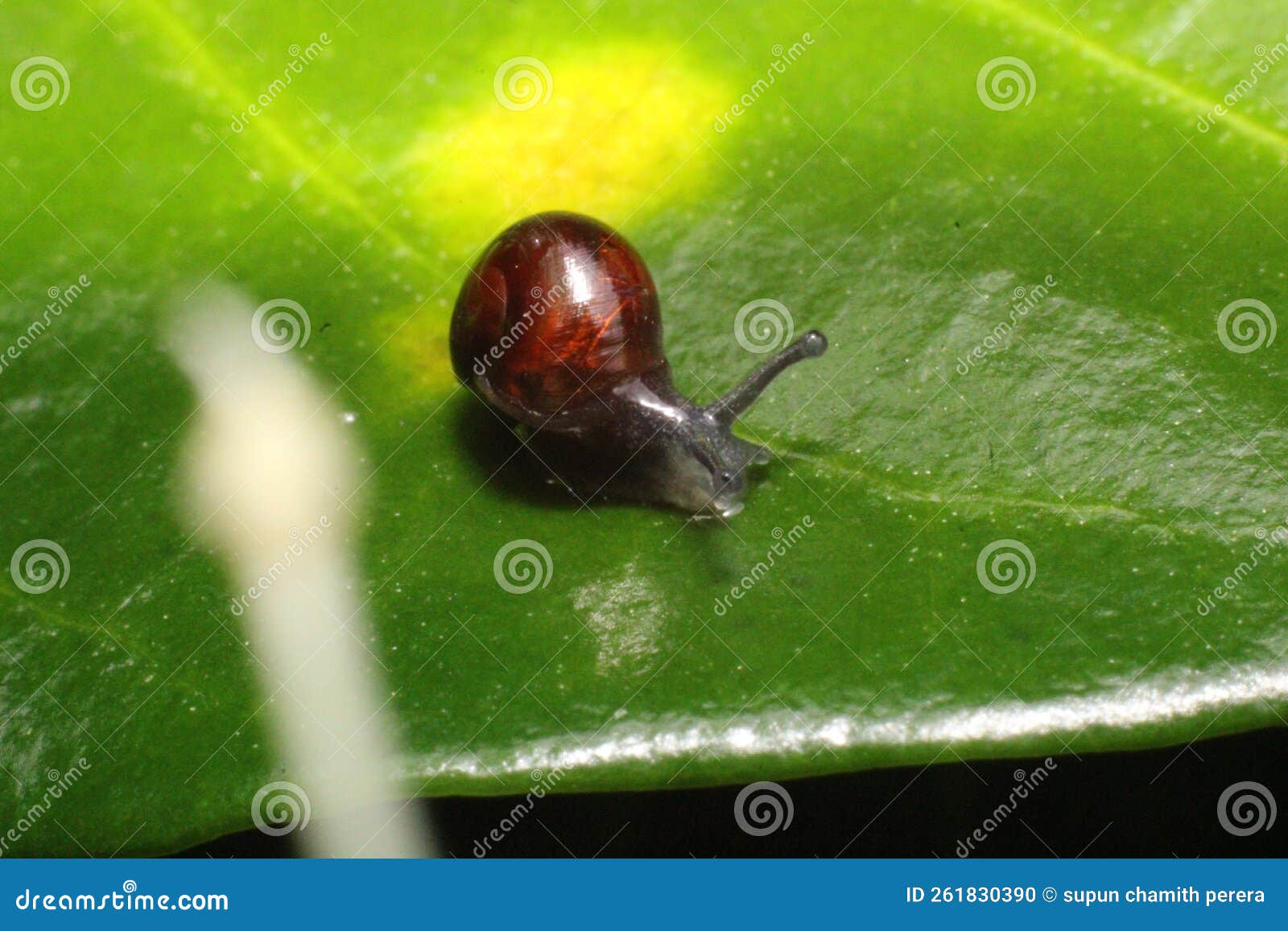 Smallest Snails Stock Photos - Free & Royalty-Free Stock Photos from ...