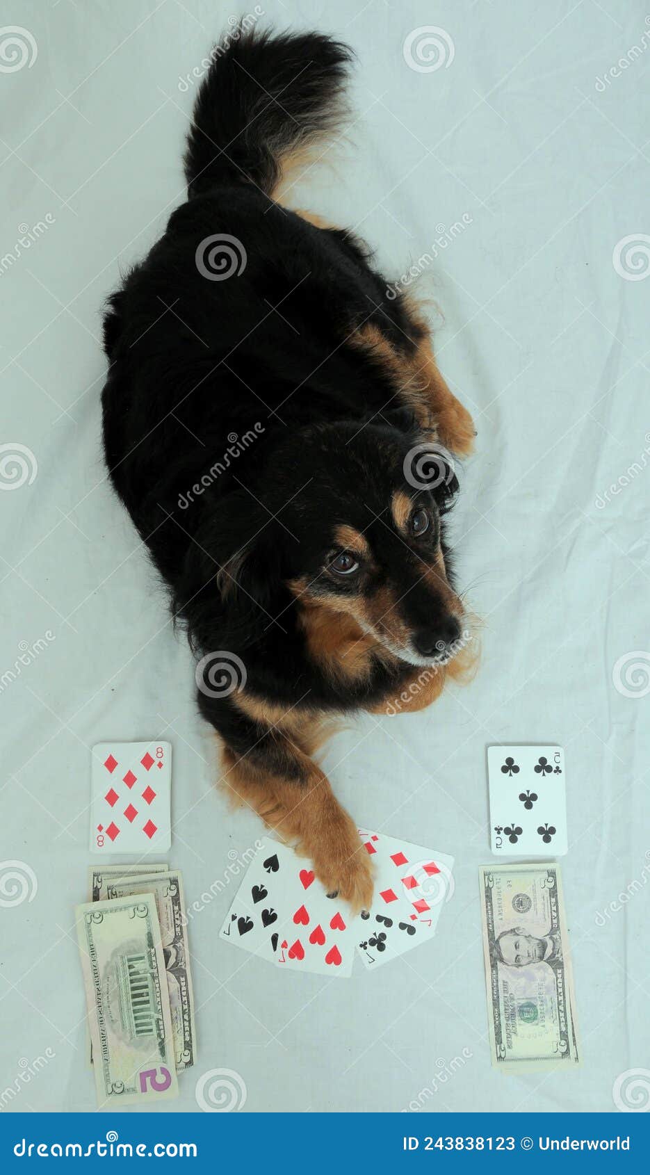 Poker Dog stock image. Image of hand, king, domestic - 243838123