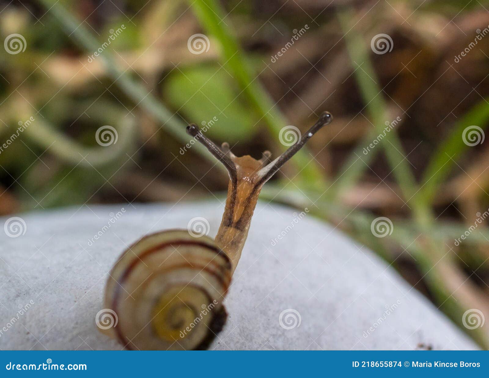 Snail from the Back, on the Ground Stock Photo - Image of looking, pest ...