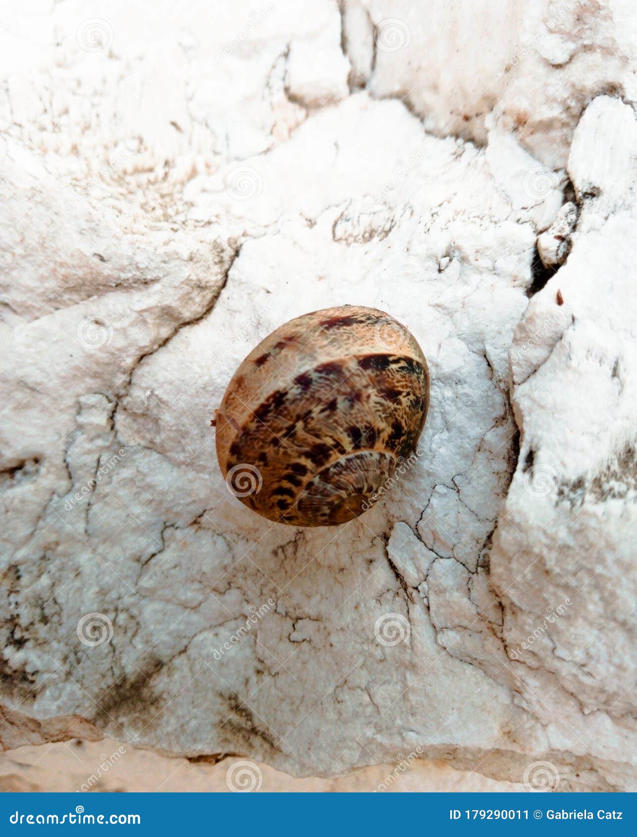 Snail shell on stone stock image. Image of card, slow - 179290011