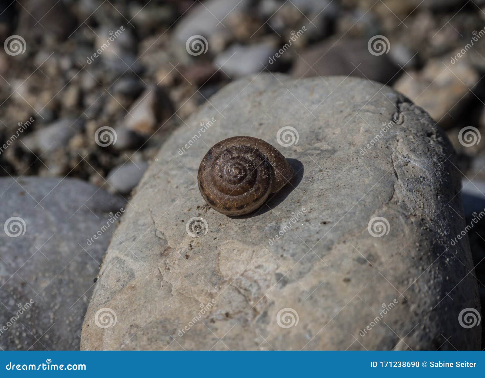 One Snail Shell on a Big Stone Stock Photo - Image of creature, design ...