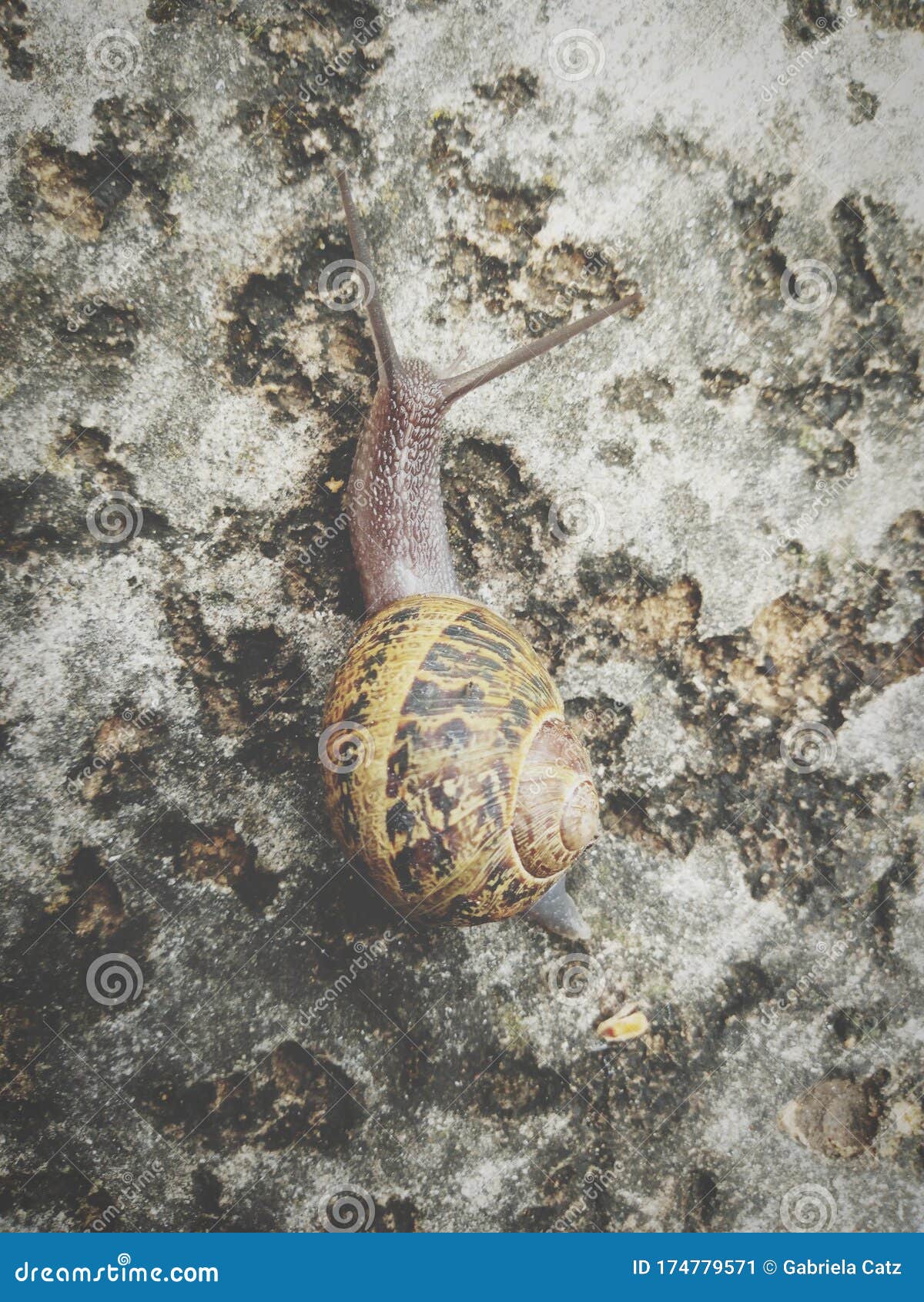 One snail on wall stock image. Image of invertebrate - 174779571