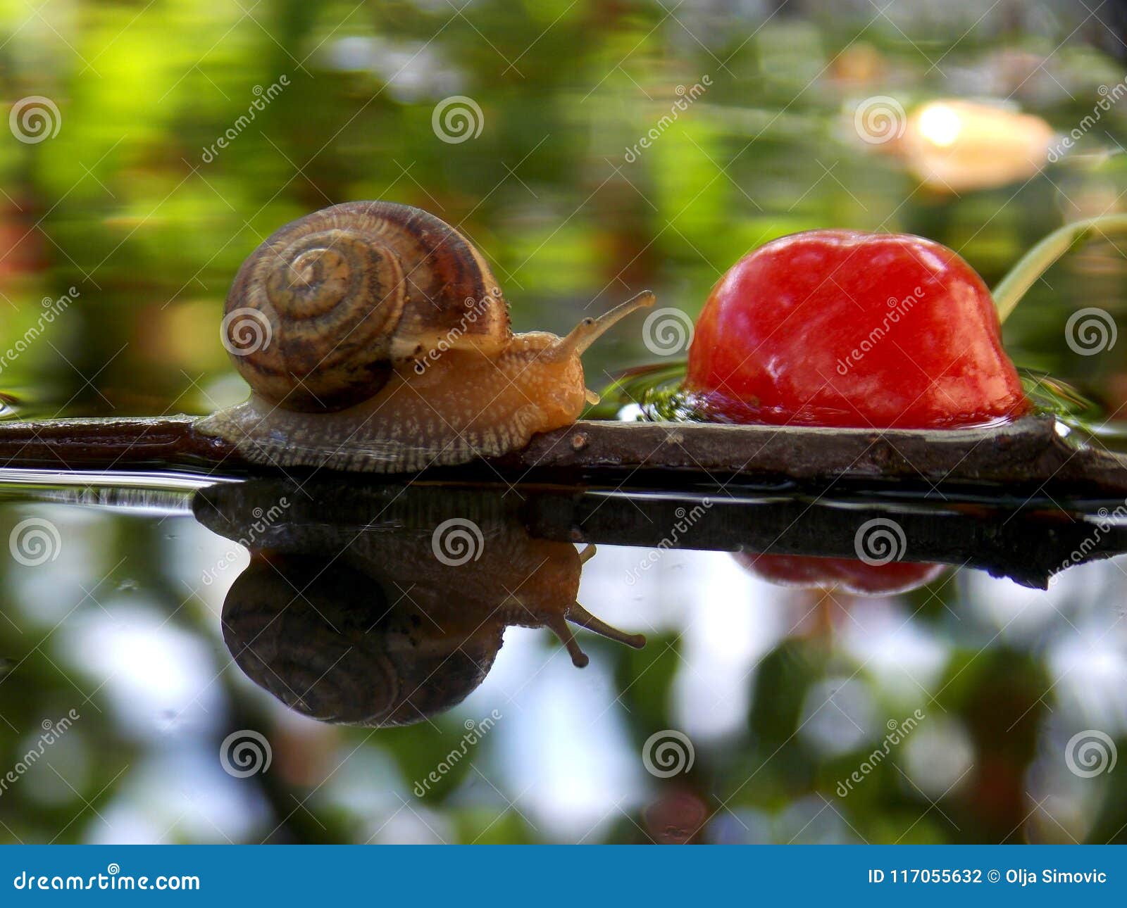 Snail in water and cherry stock photo. Image of animal - 117055632