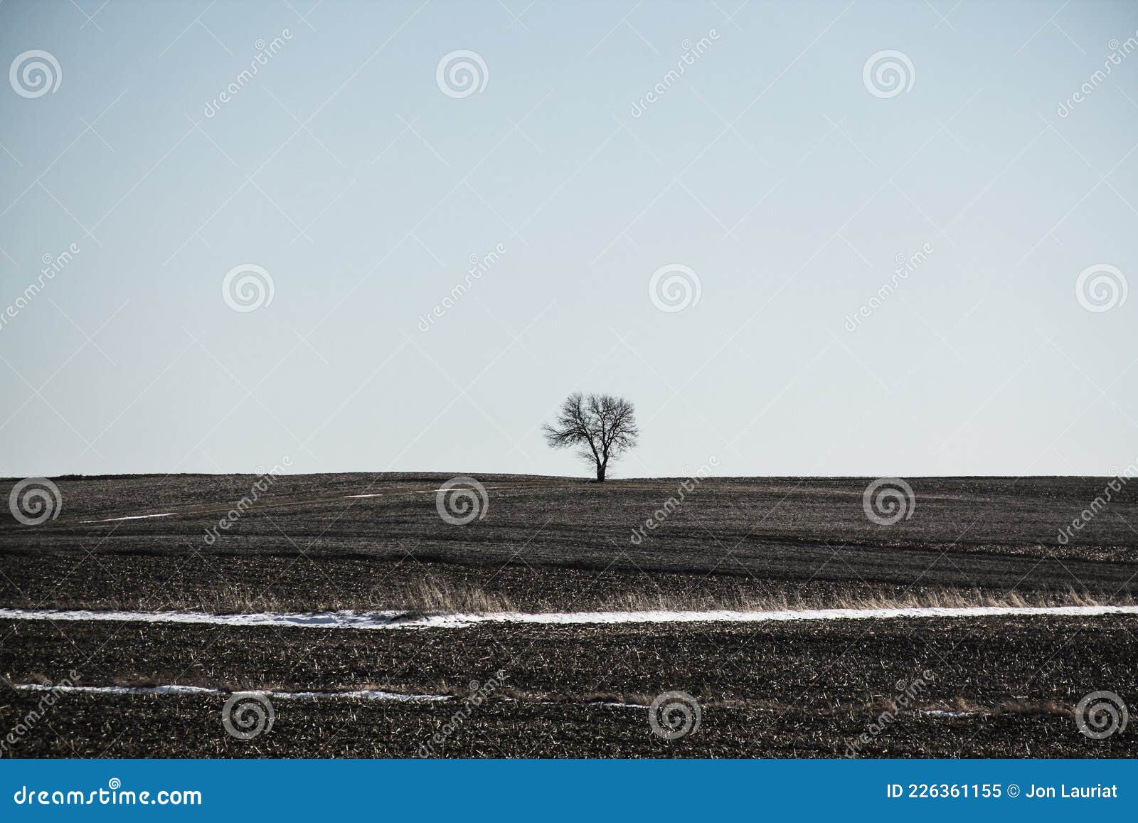 One Solitary Tree in an Empty Field in Winter Stock Image - Image of ...