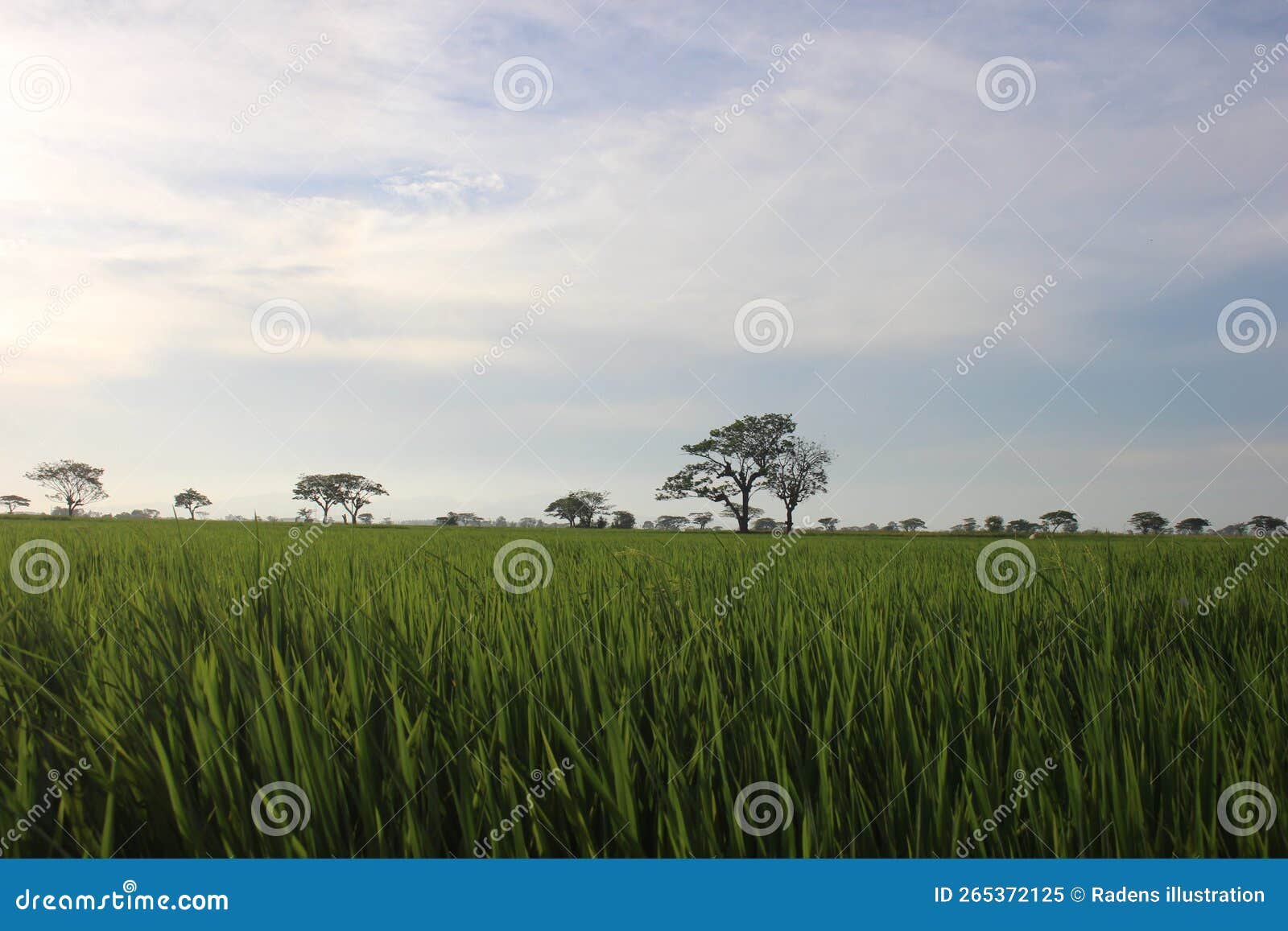 One Source of Food from Rice Fields Stock Image - Image of field ...
