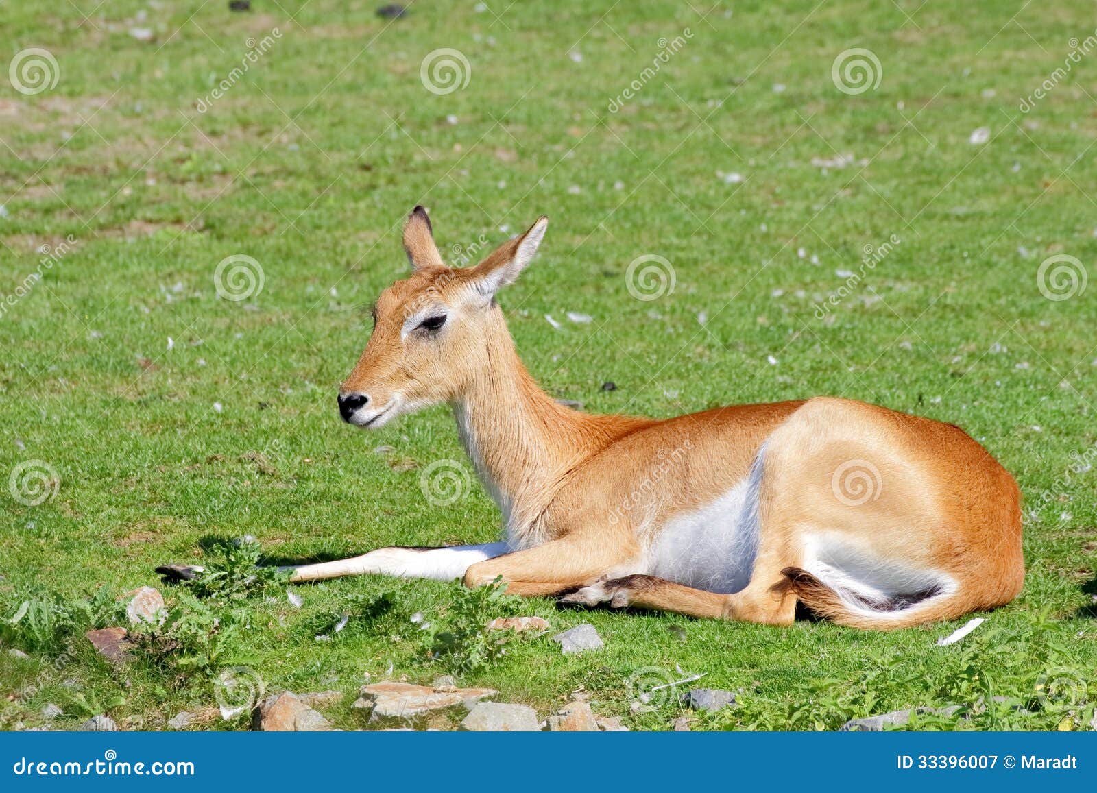 One Southern Lechwe Antelope Resting - Side View Stock Image - Image of ...