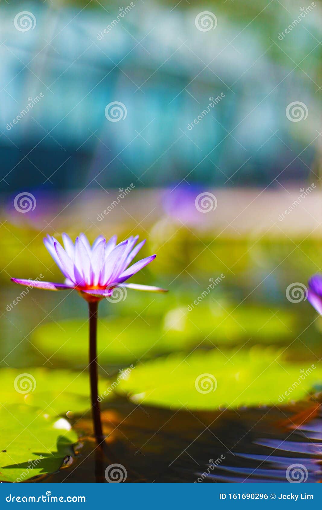 The One and only. Special and Unique Stand Out Stock Photo - Image of ...