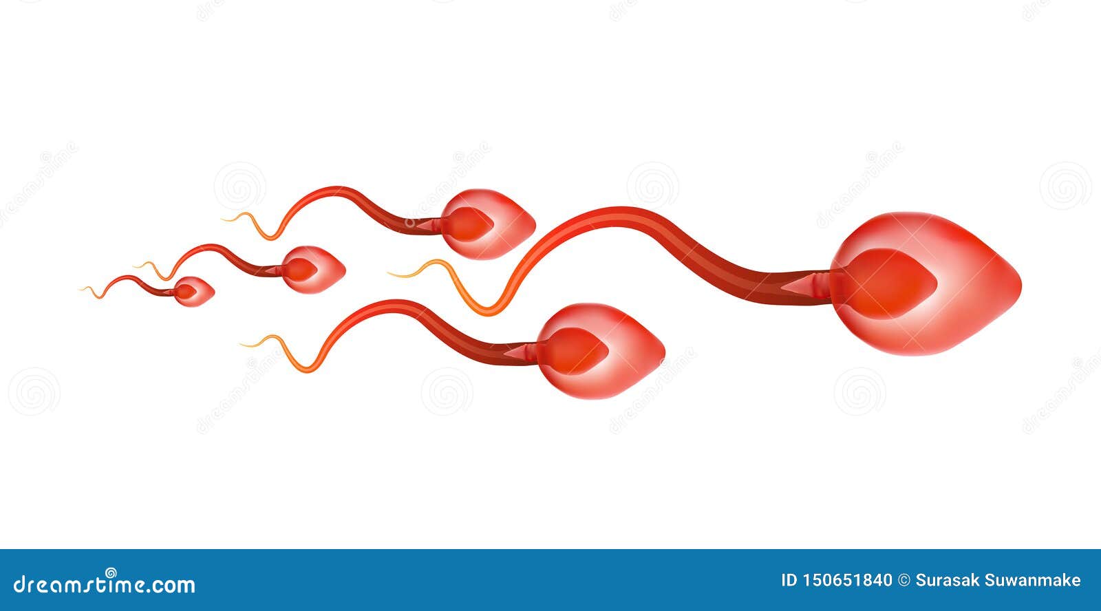 One Sperm is Human Semen. in the White Back Stock Illustration ...