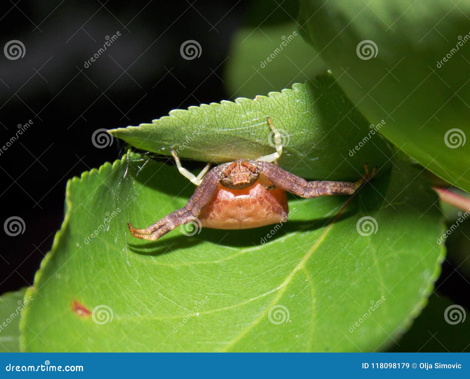 Spider in leaves stock image. Image of nature, leaf - 118098179