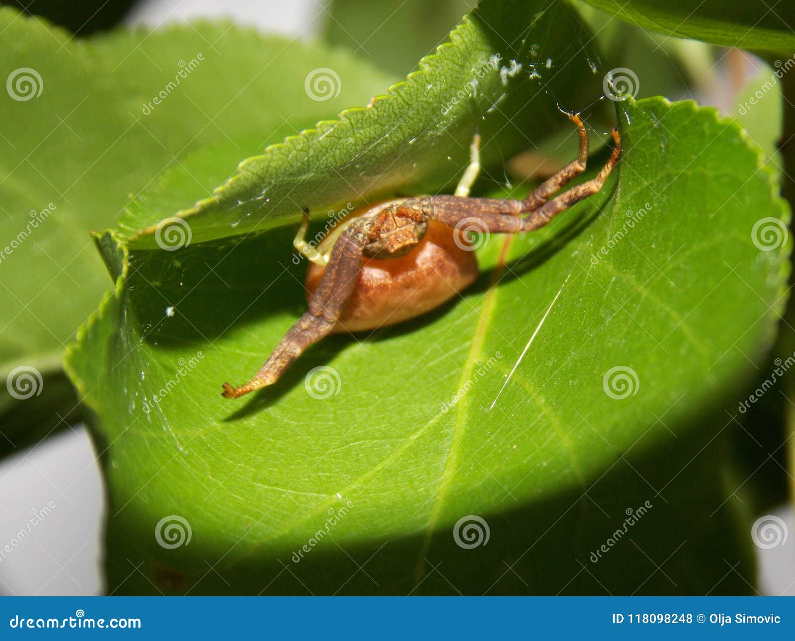 Spider in leaves stock photo. Image of plant, nature - 118098248