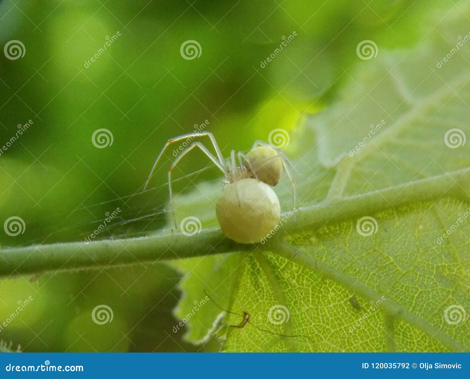 Spider on the List with Eggs Stock Photo - Image of spider, list: 120035792