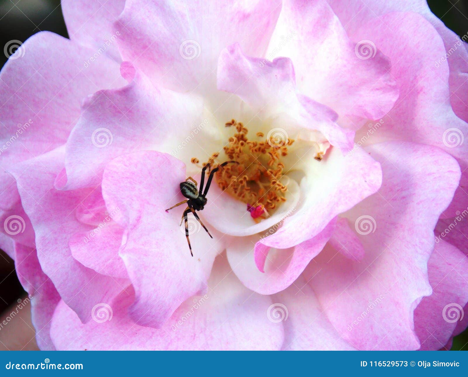 Spider on pink rose stock image. Image of petal, pink - 116529573